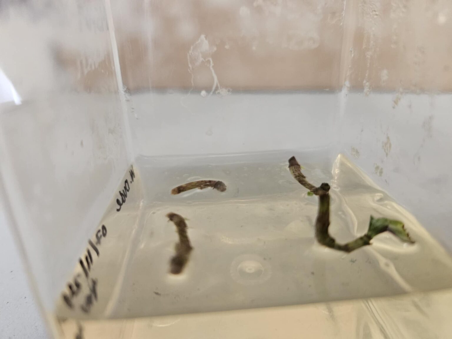 MSP09 MS Basal Salts (Modification 9) - Plant Cell Labs