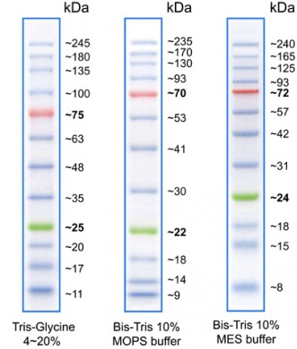 Protein Ladder Archives - Plant Cell Labs